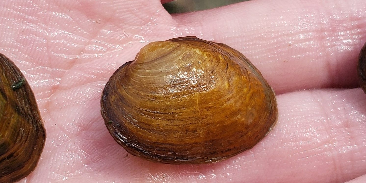 False Spike - Guadalupe-Blanco River Authority