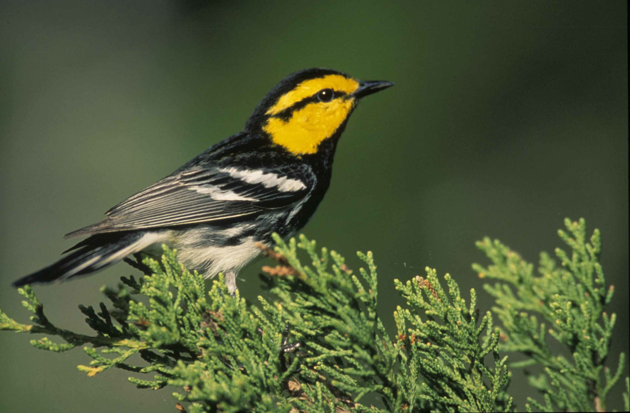 Golden-cheeked Warbler - Guadalupe-Blanco River Authority