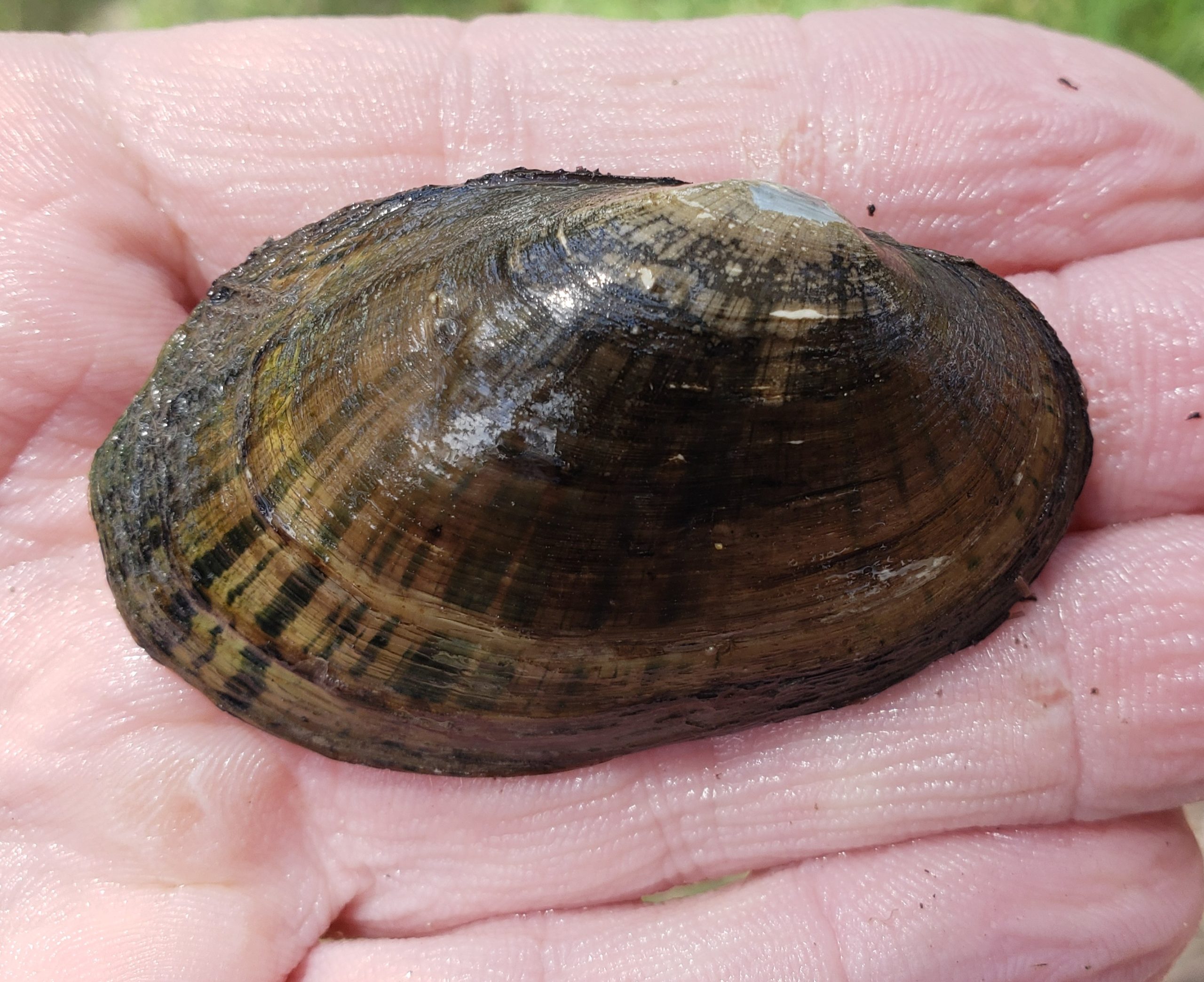 Guadalupe Fatmucket - Guadalupe-Blanco River Authority