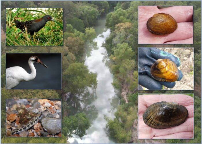 Guadalupe River Habitat Conservation Plan - Guadalupe-Blanco River ...